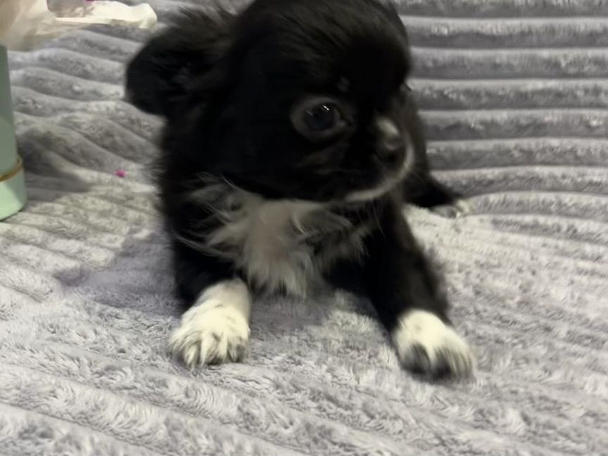 Щенки чихуахуа длинношерстные