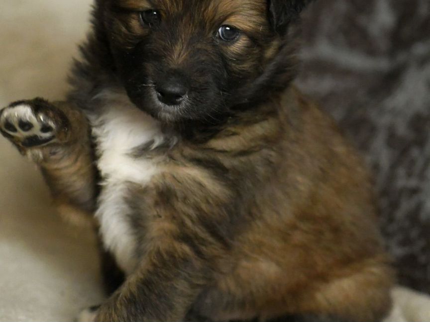 Щенок Боня в добрые руки