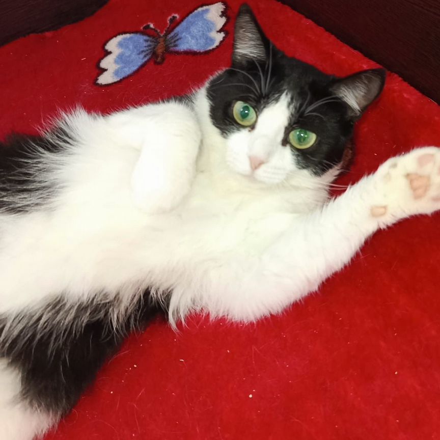 Кошка в дар