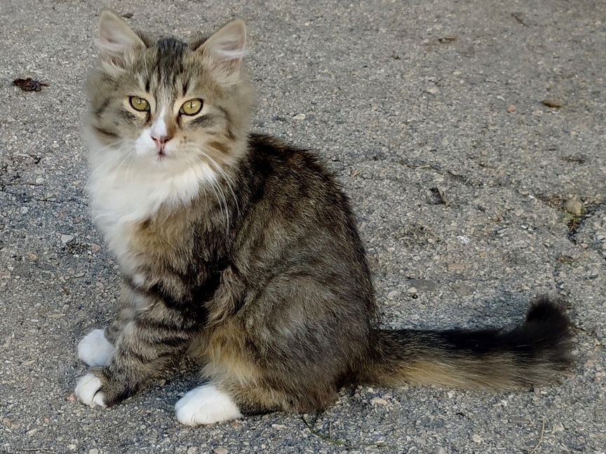 Кошечка Стеша