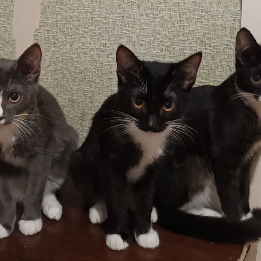 Кошки в добрые руки