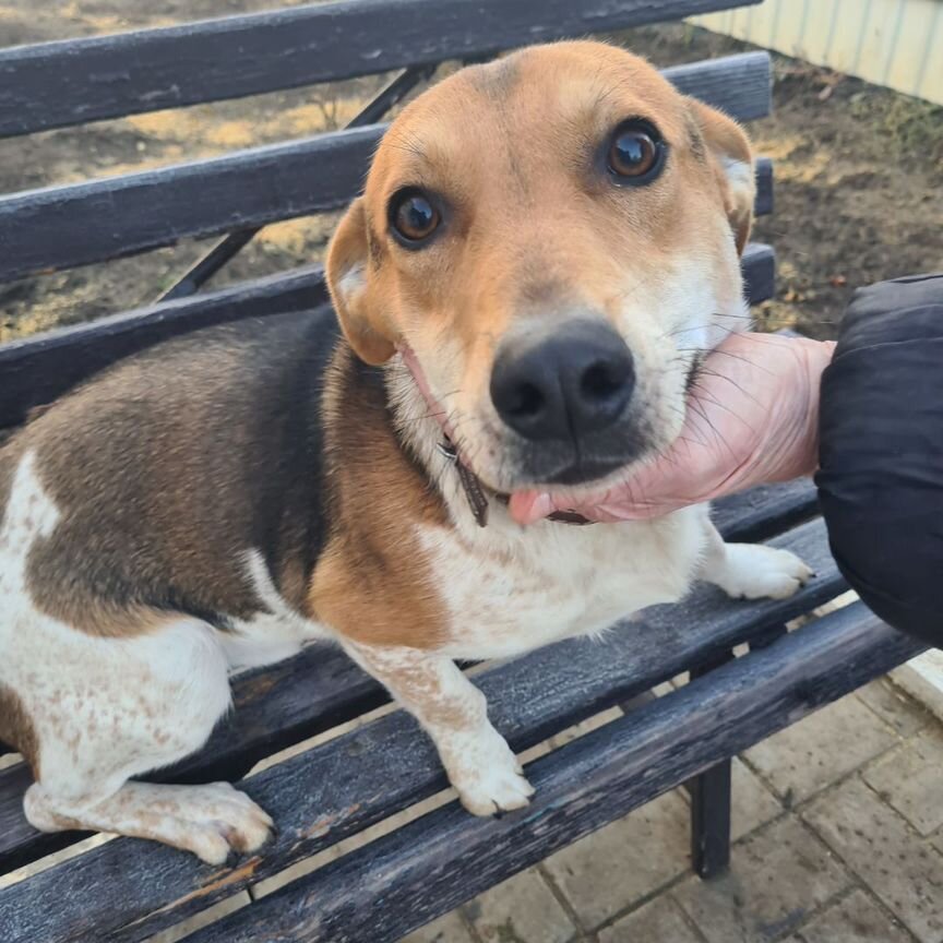 Собака в добрые руки