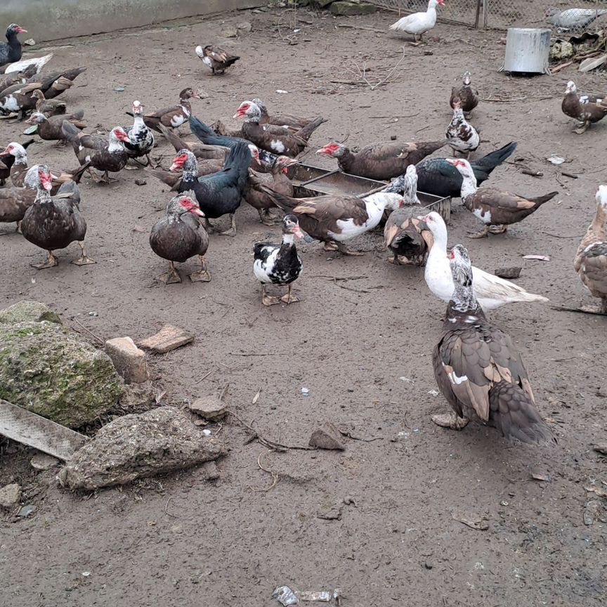 Мускусные утки