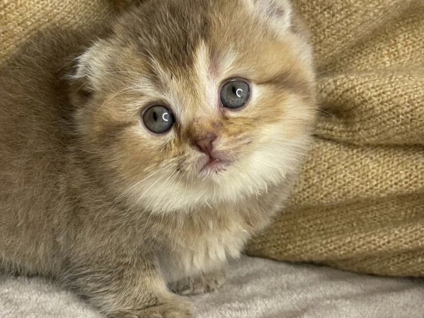 Шотландские вислоухие котята