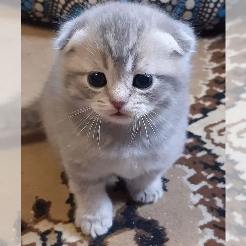 Шотландский вислоухий короткошёрстный котёнок