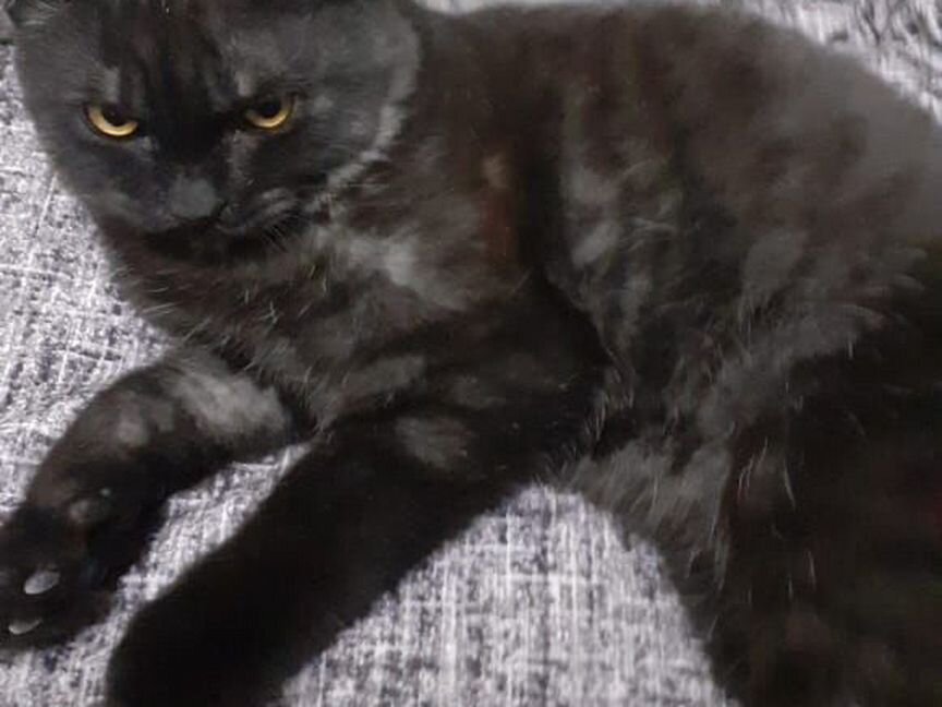 Котёнок Кексик, окрас "чёрный дым"