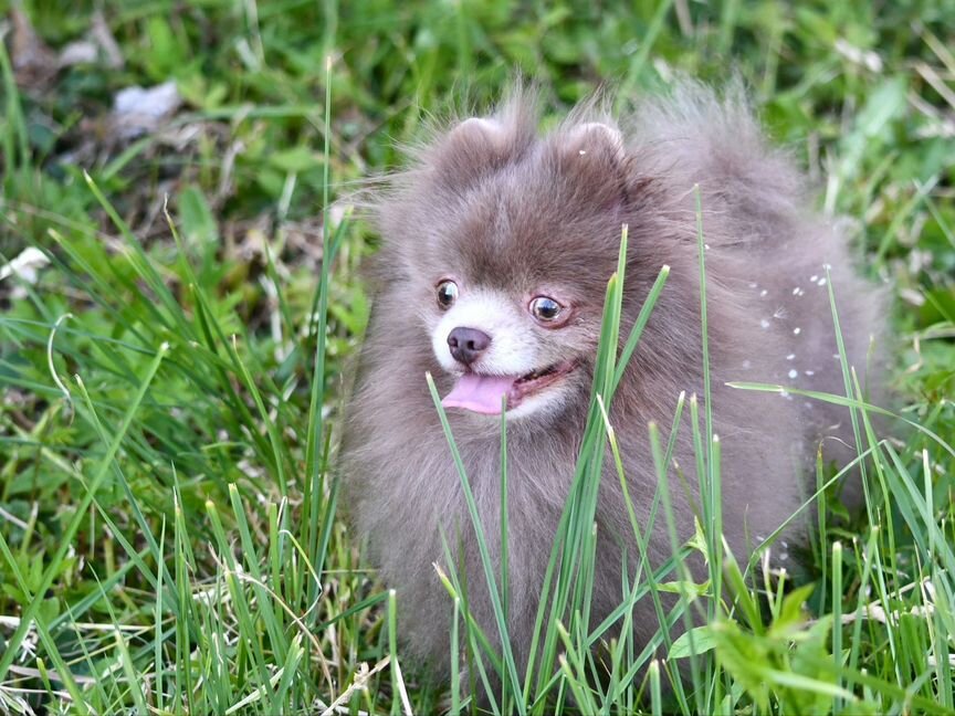 Взрослый мальчик шпиц