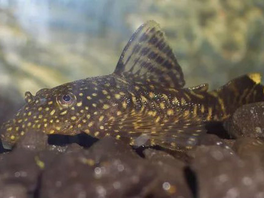 Анциструс (сомики присоски)