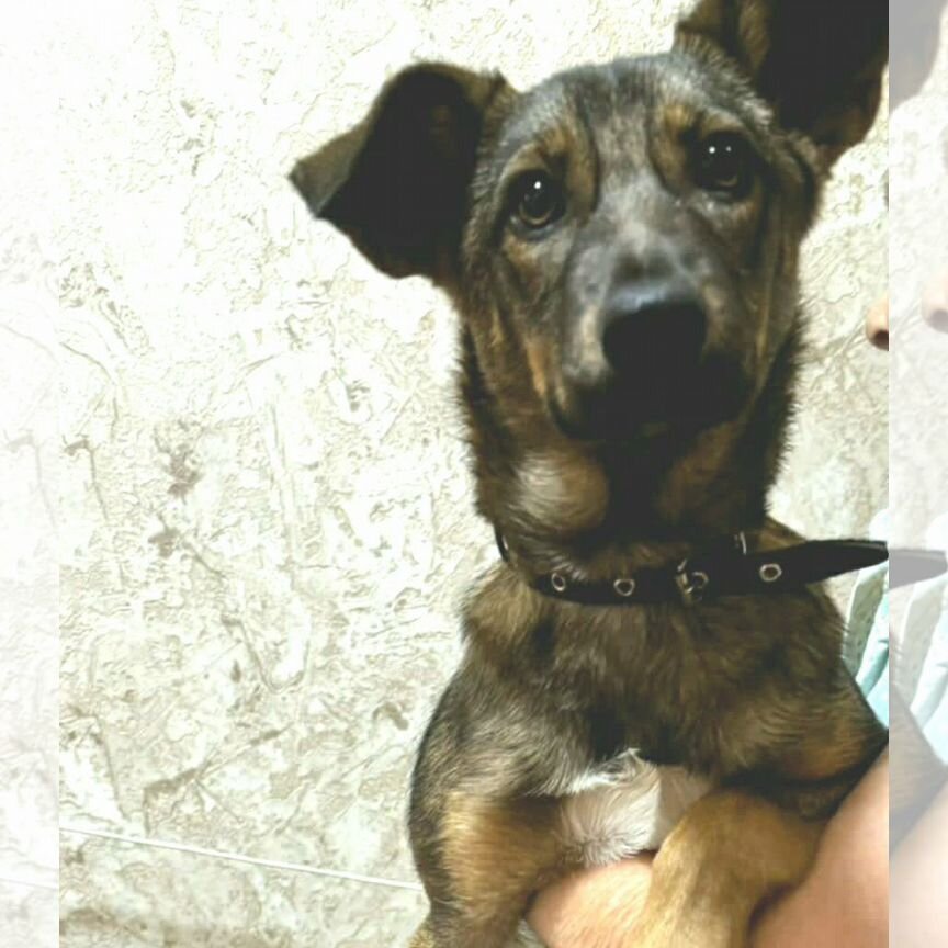 Щенок Мила в добрые руки