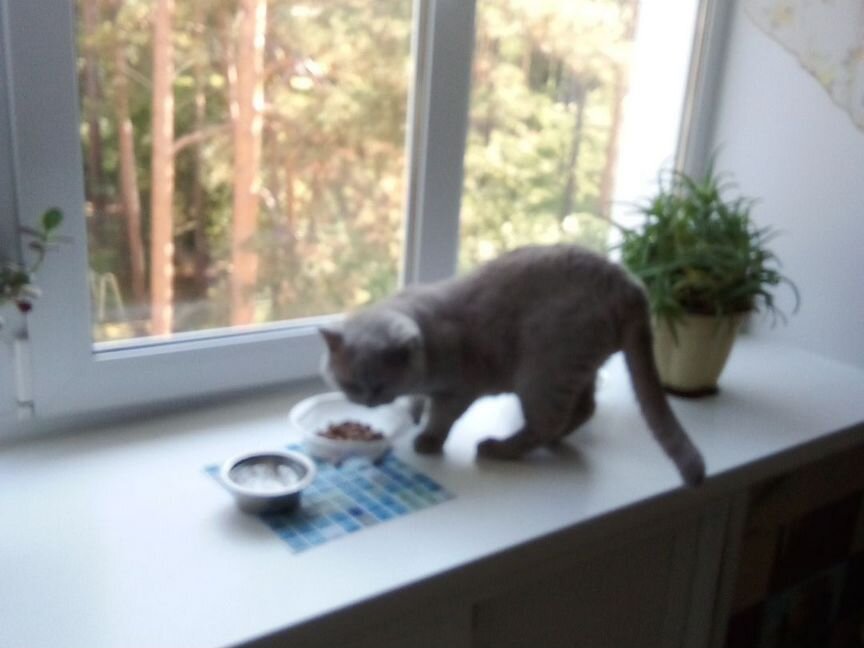 Кошки породистые бесплатно