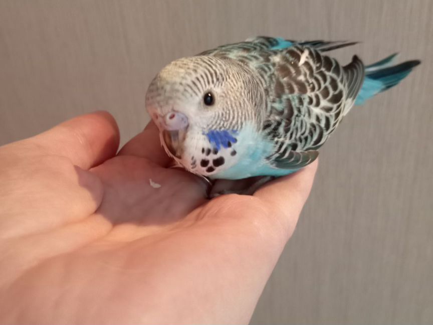 Волнистые попугаи -Птенцы получехи