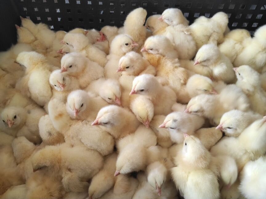 Бройлер кобб-500*