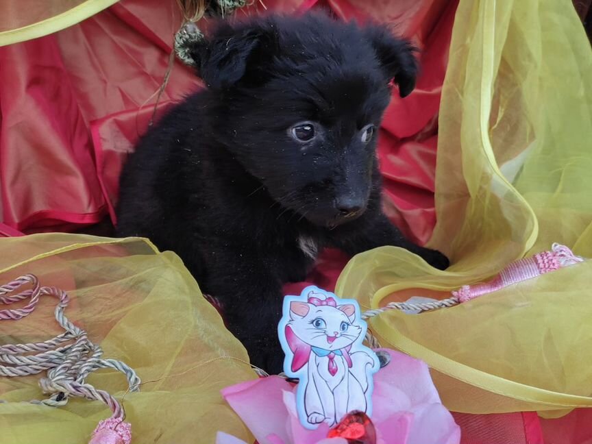 Собака в добрые руки щенок