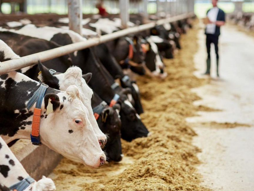 Корм / комбикорм откорма бычков и молодняка