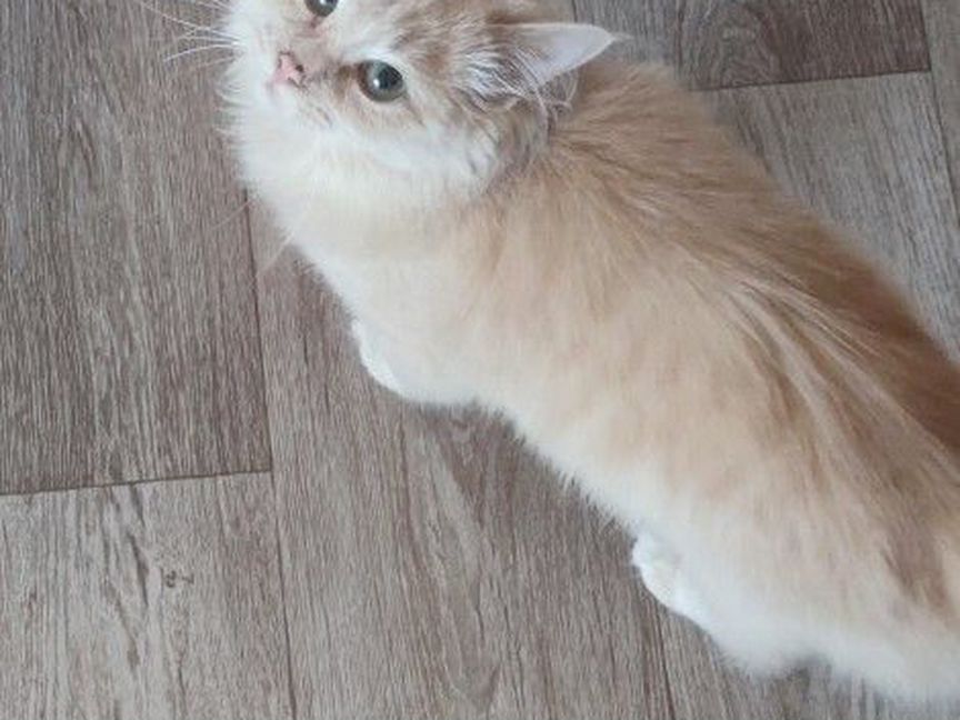 Отдам в добрые руки кошку