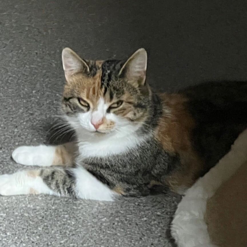 Кошка ищет семью