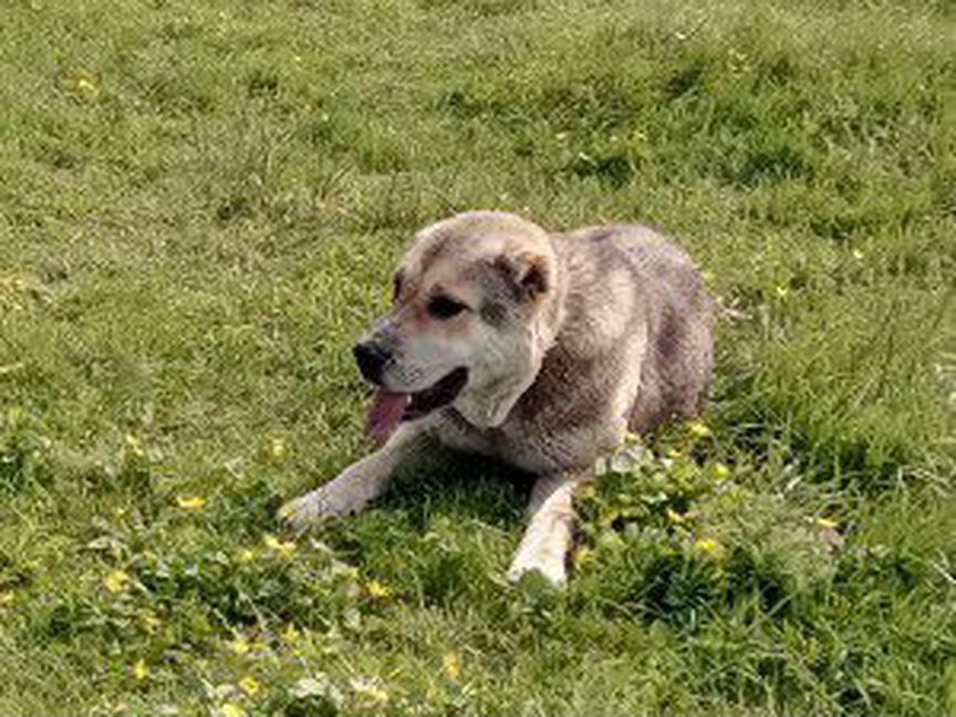 Щенки алабая