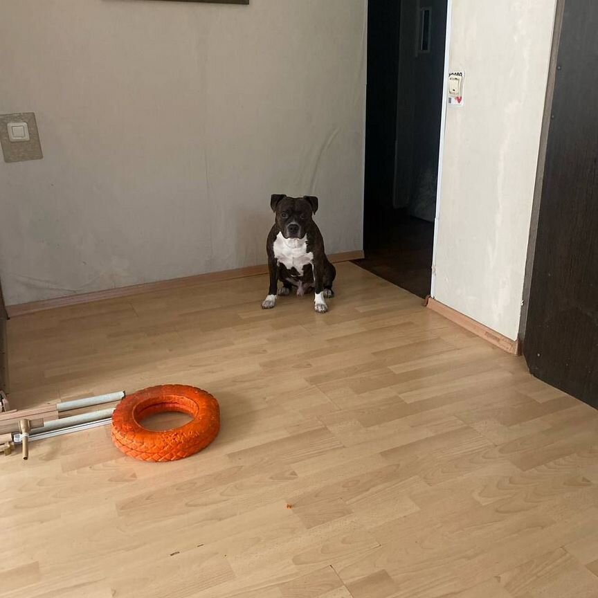 Ищем невесту для вязки