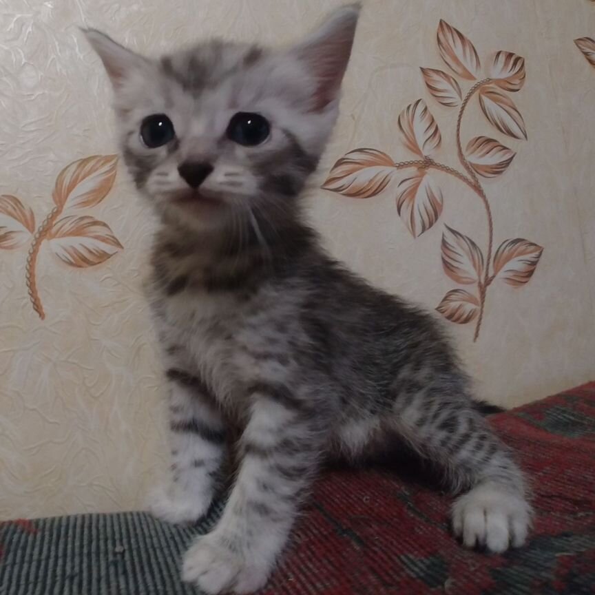 Шотландский прямоухий короткошёрстный котёнок