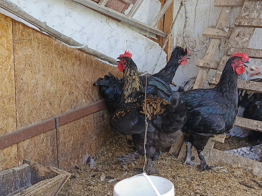 Молодые петухи