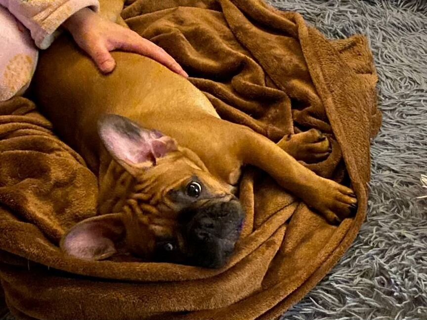 Французский бульдог