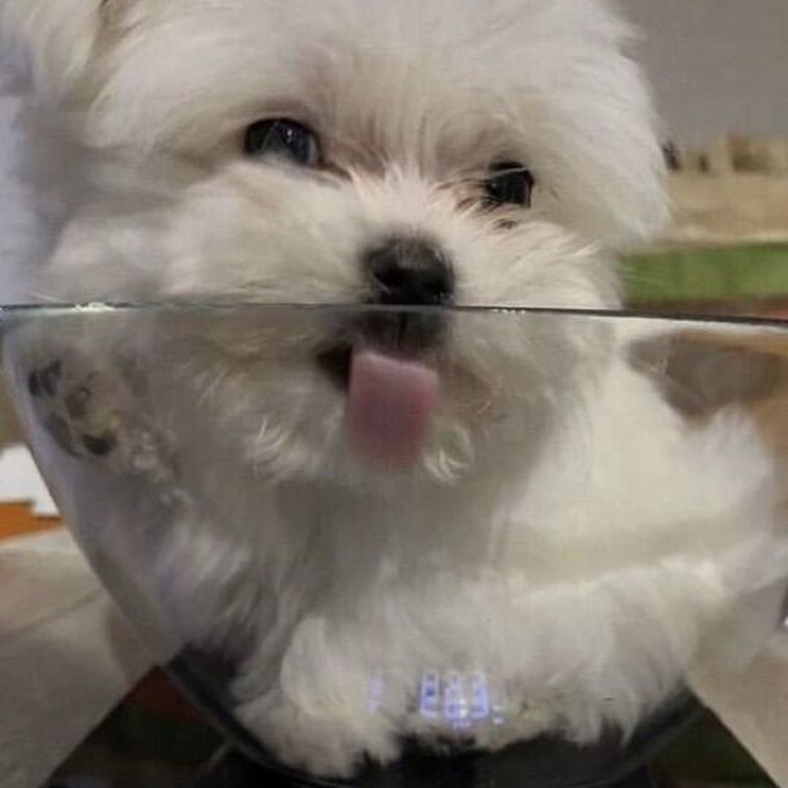 Белый ангел Мальтезе mini