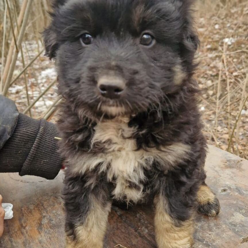 Собака, щенок в добрые руки