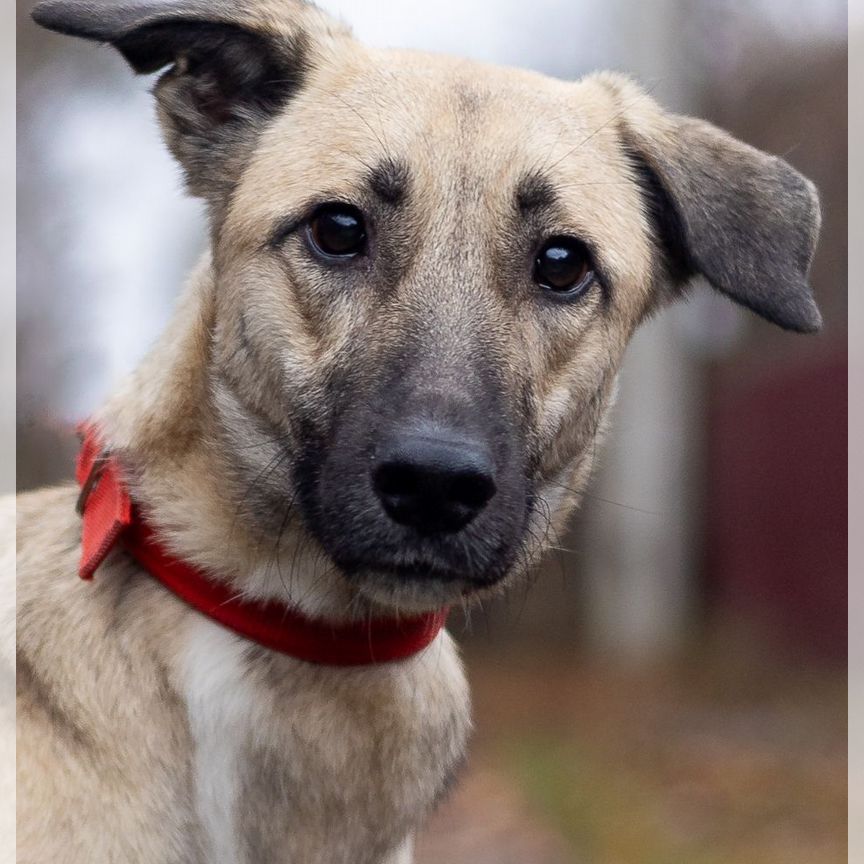 Взрослый пёс в добрые руки