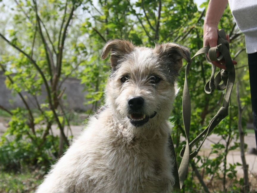 Мотя ищет дом