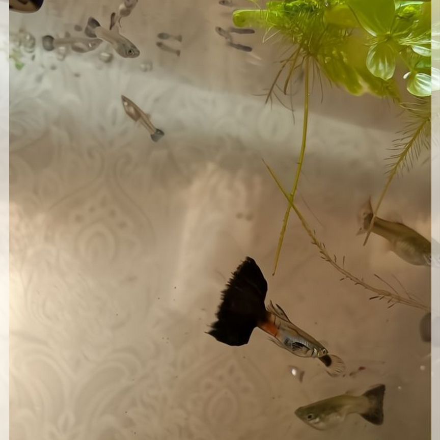 Подростки гуппи