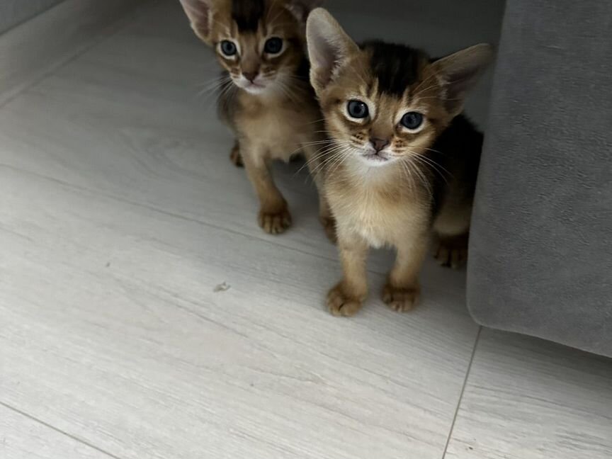 Абиссинская