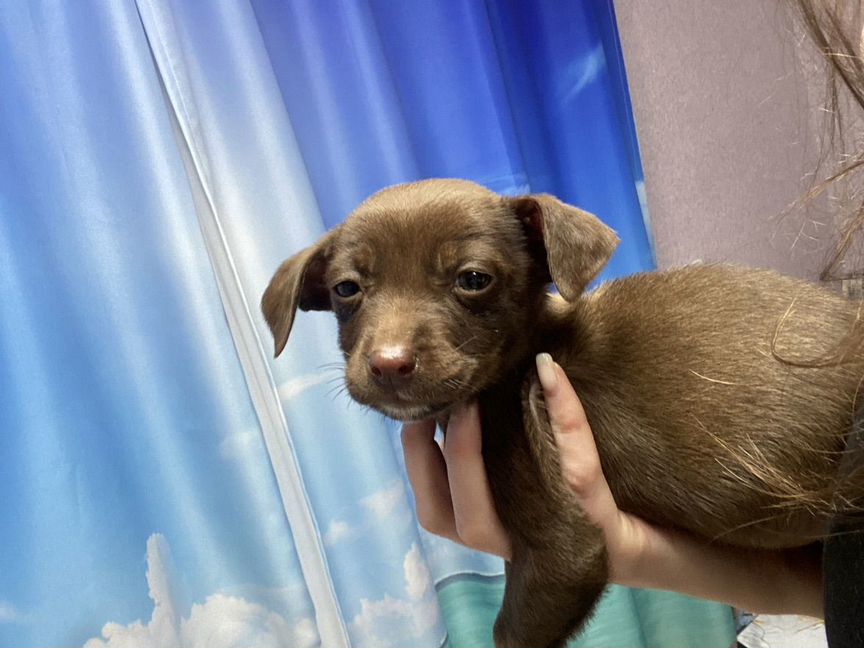 Щенок в добрые руки бесплатно