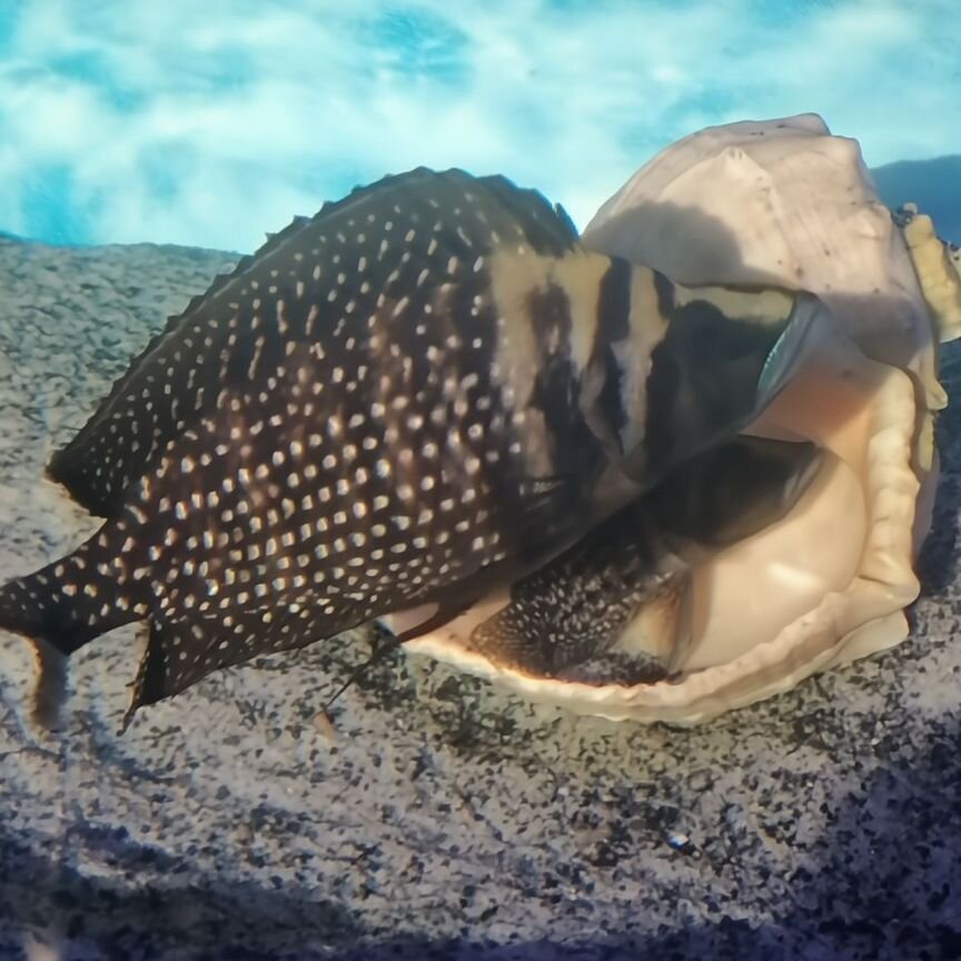 Танганьика