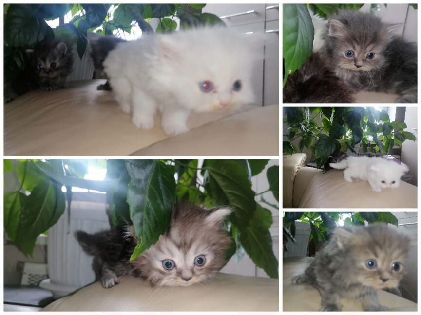 Британские котята