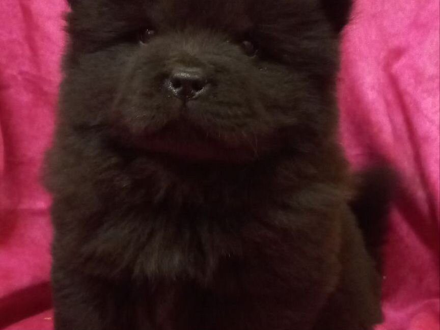 Чау-чау щенки с синими язычками