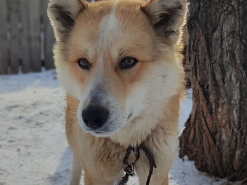 Собака в добрые руки