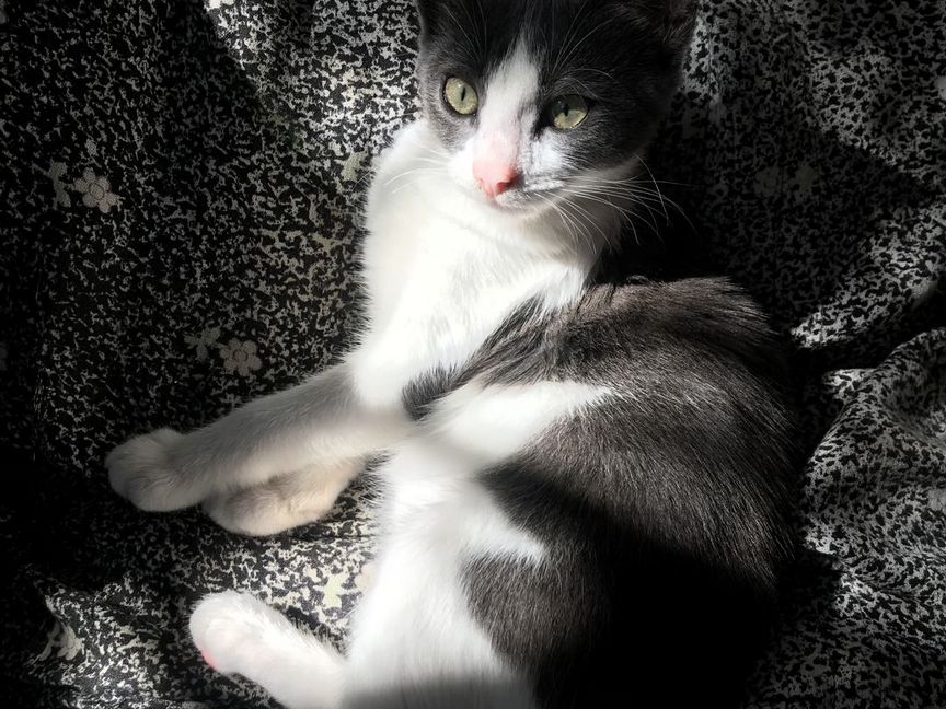 Пушистая красотка ищет дом