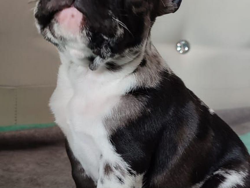 Французский Бульдог - шикарный парень