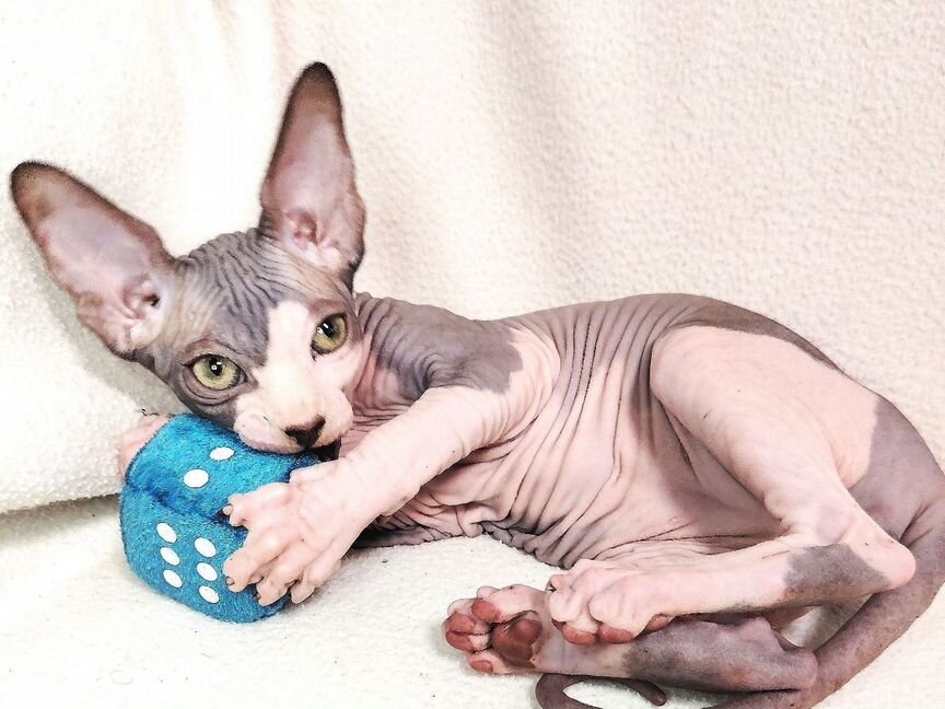 Голубой и черный биколор мальчишки