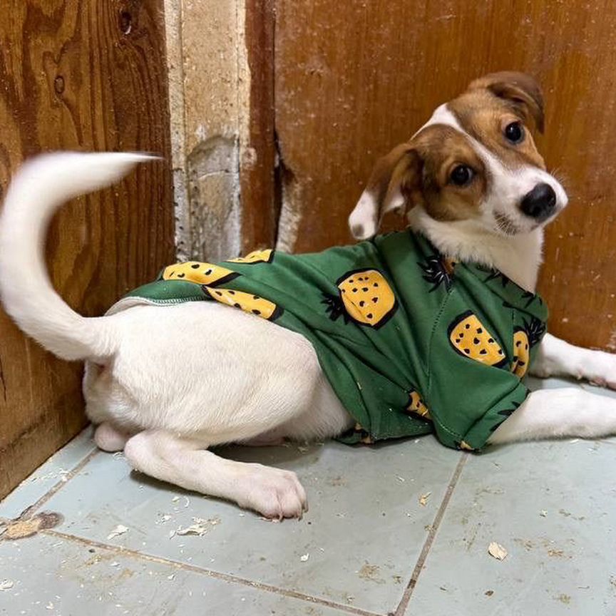 Щенок в добрые руки