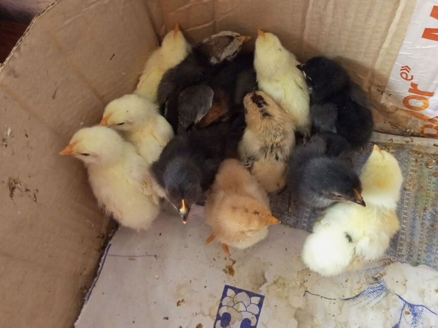 Цыплята несушки