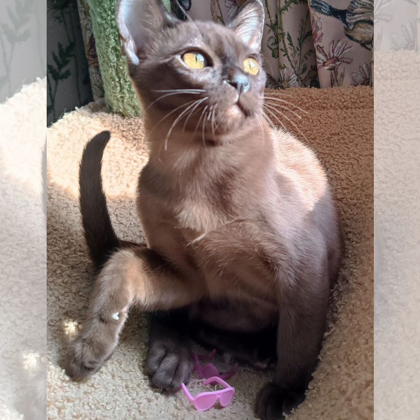Котик европейской Бурмы