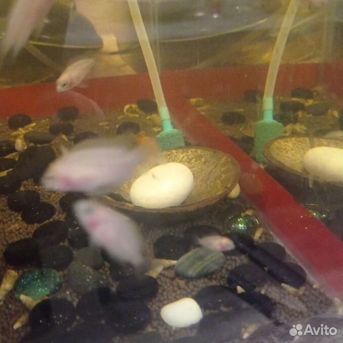 Рыба цыхлазома фламинго