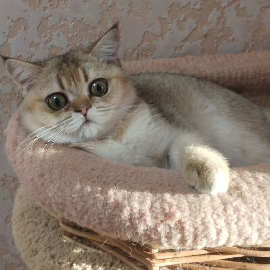 Мальчик золотая шиншилла. Доставка