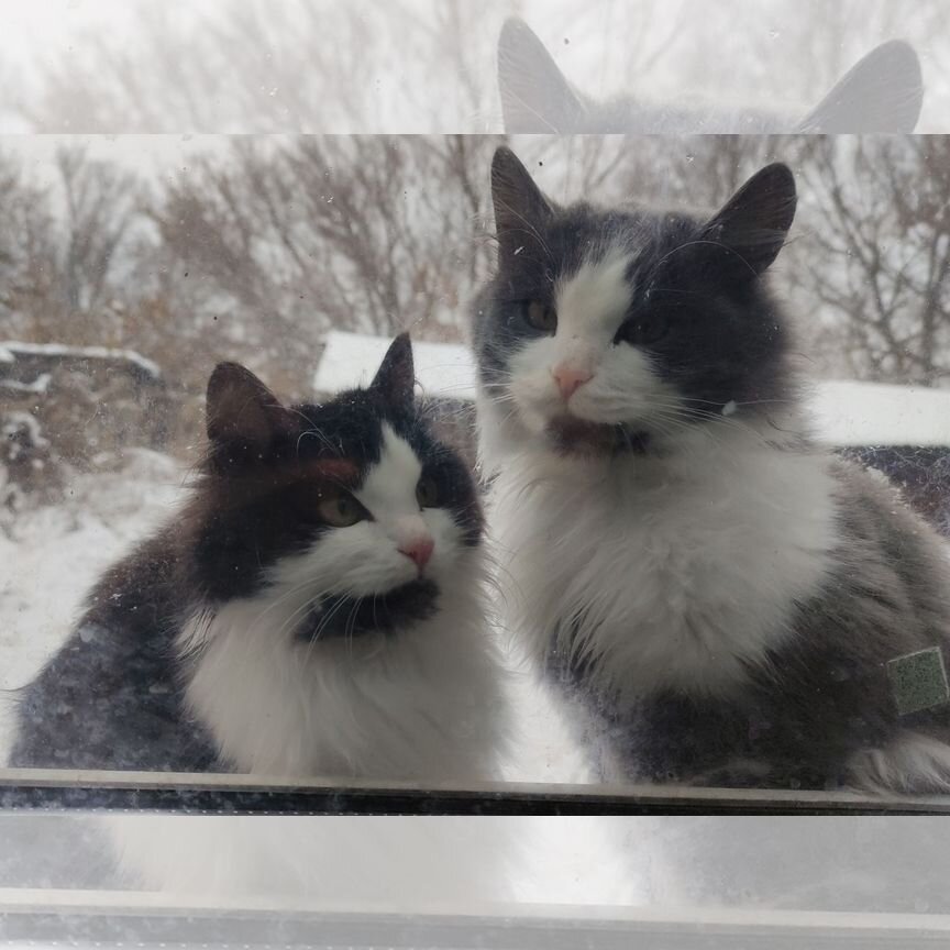 Кошки в добрые руки бесплатно