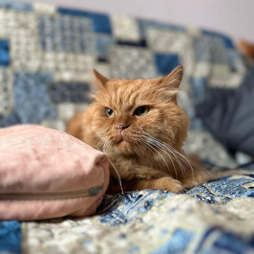 Кот Рыжик в добрые руки