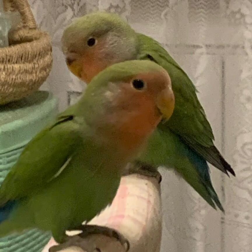 Попугаи неразлучники птенцы
