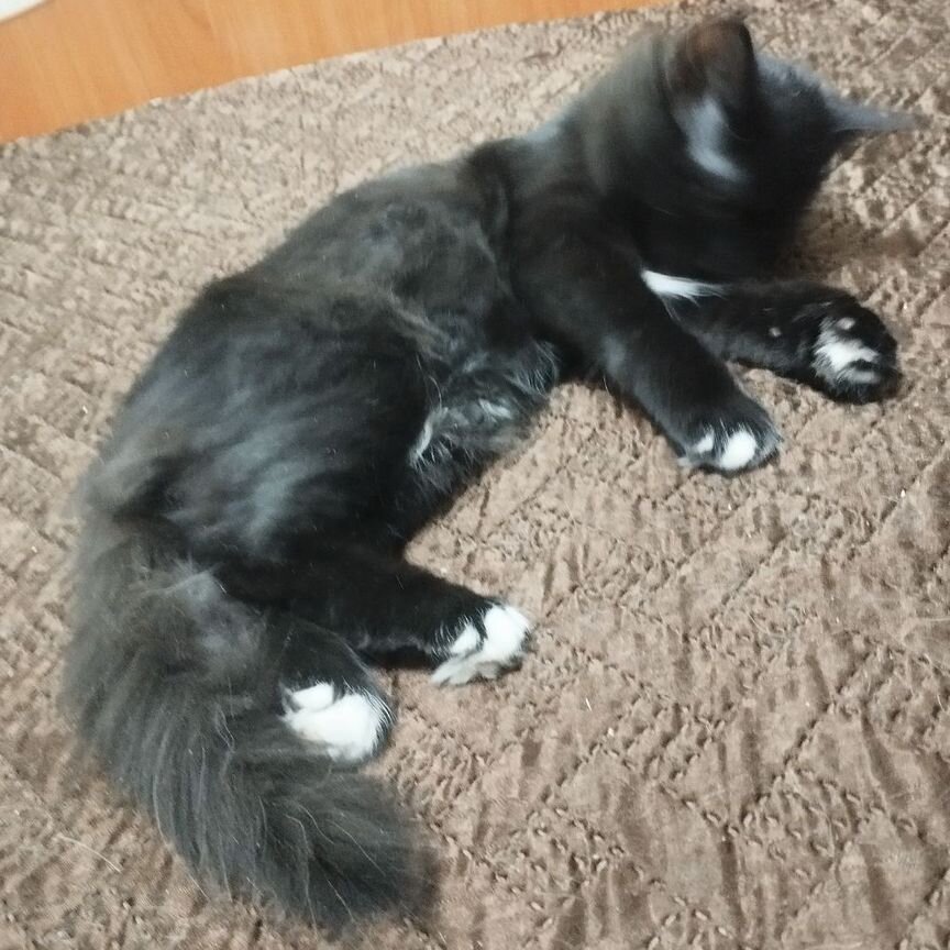 Котенок девочка в хорошие руки