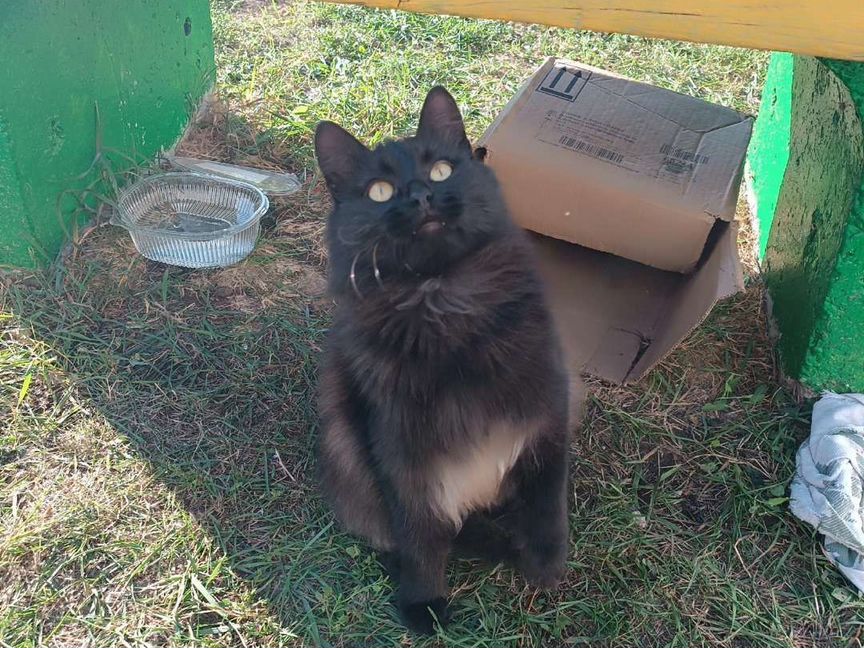 Очень красивый бездомный котик ищет дом