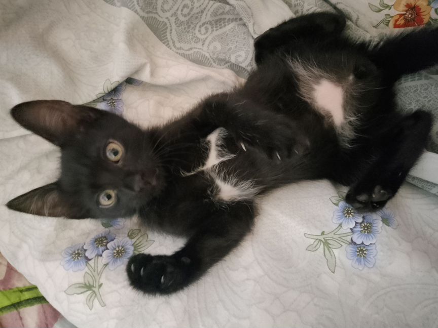 Котенок мальчик 2,5месяца.В добрые руки